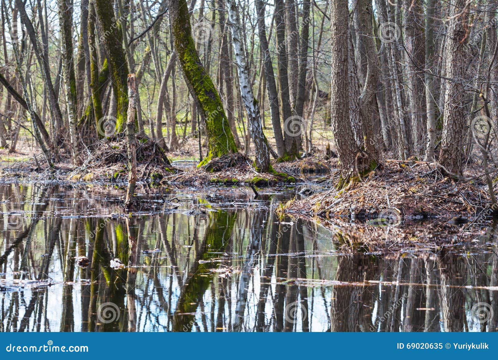 Spring forest in a water stock image. Image of water - 69020635