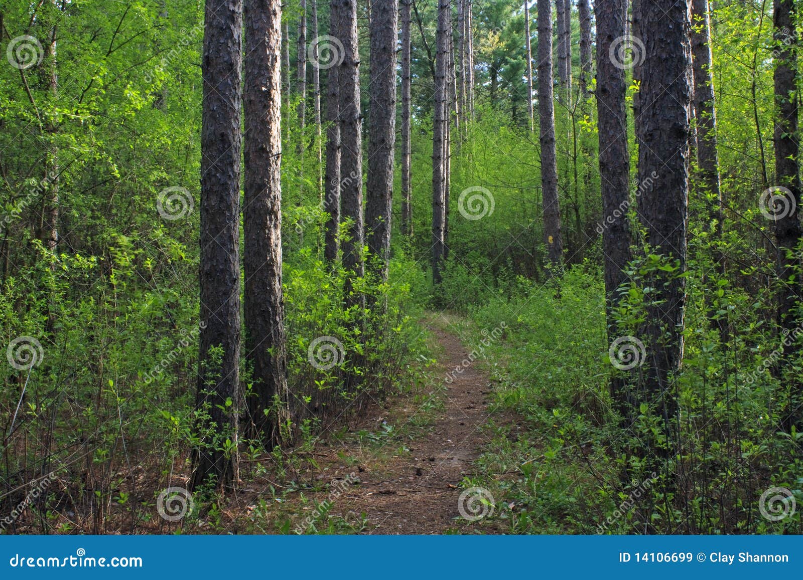Spring Forest in Wisconsin stock image. Image of trails - 14106699