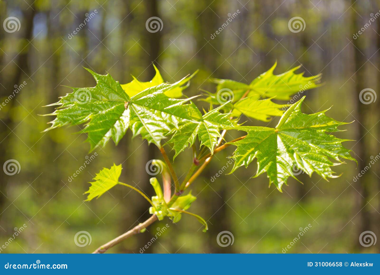 Spring Forest stock photo. Image of focus, fresh, branch - 31006658
