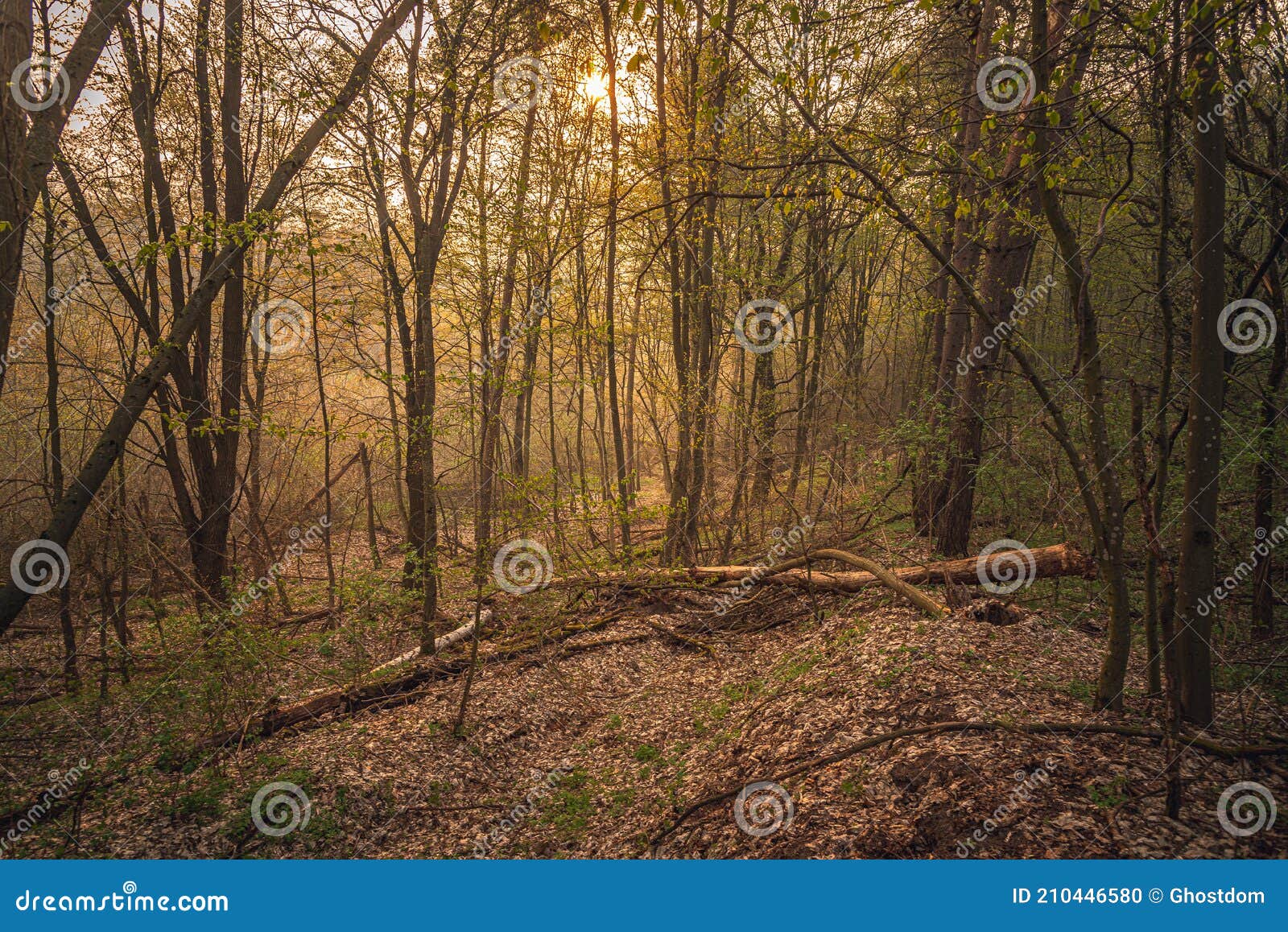 Spring forests stock photo. Image of tree, frost, bush - 210446580