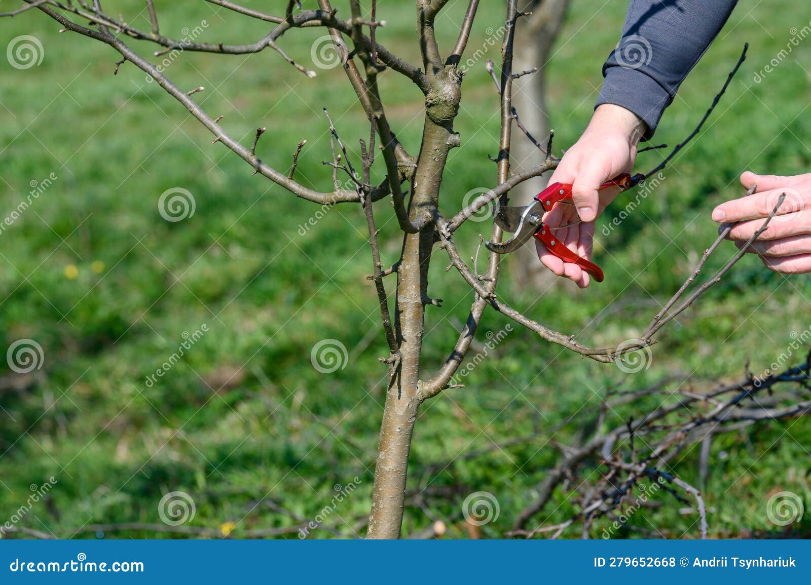 Spring Formative Pruning of the Tree and Formation of the Tree Crown ...
