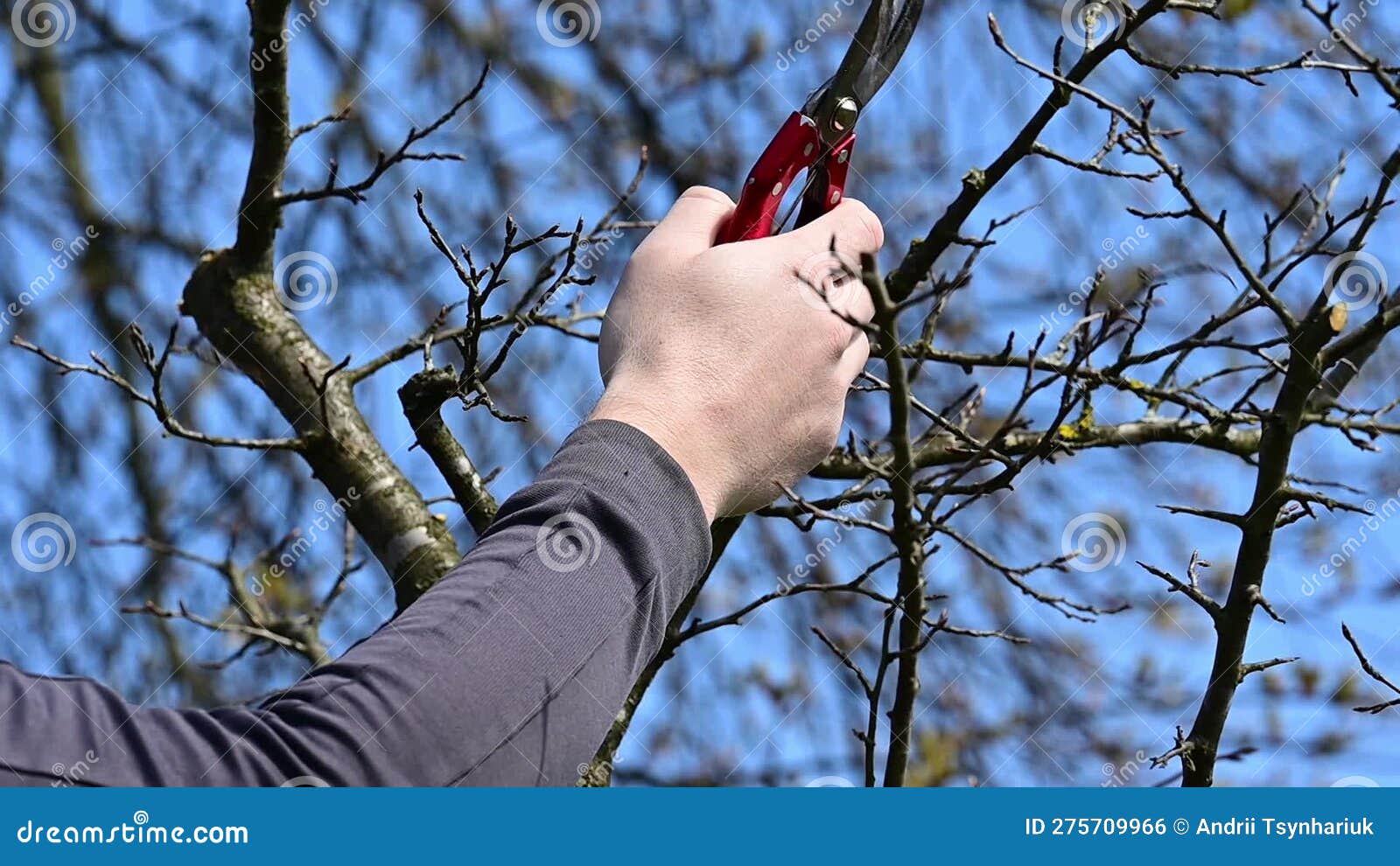 Spring Formative Pruning of the Tree and Formation of the Tree Crown ...