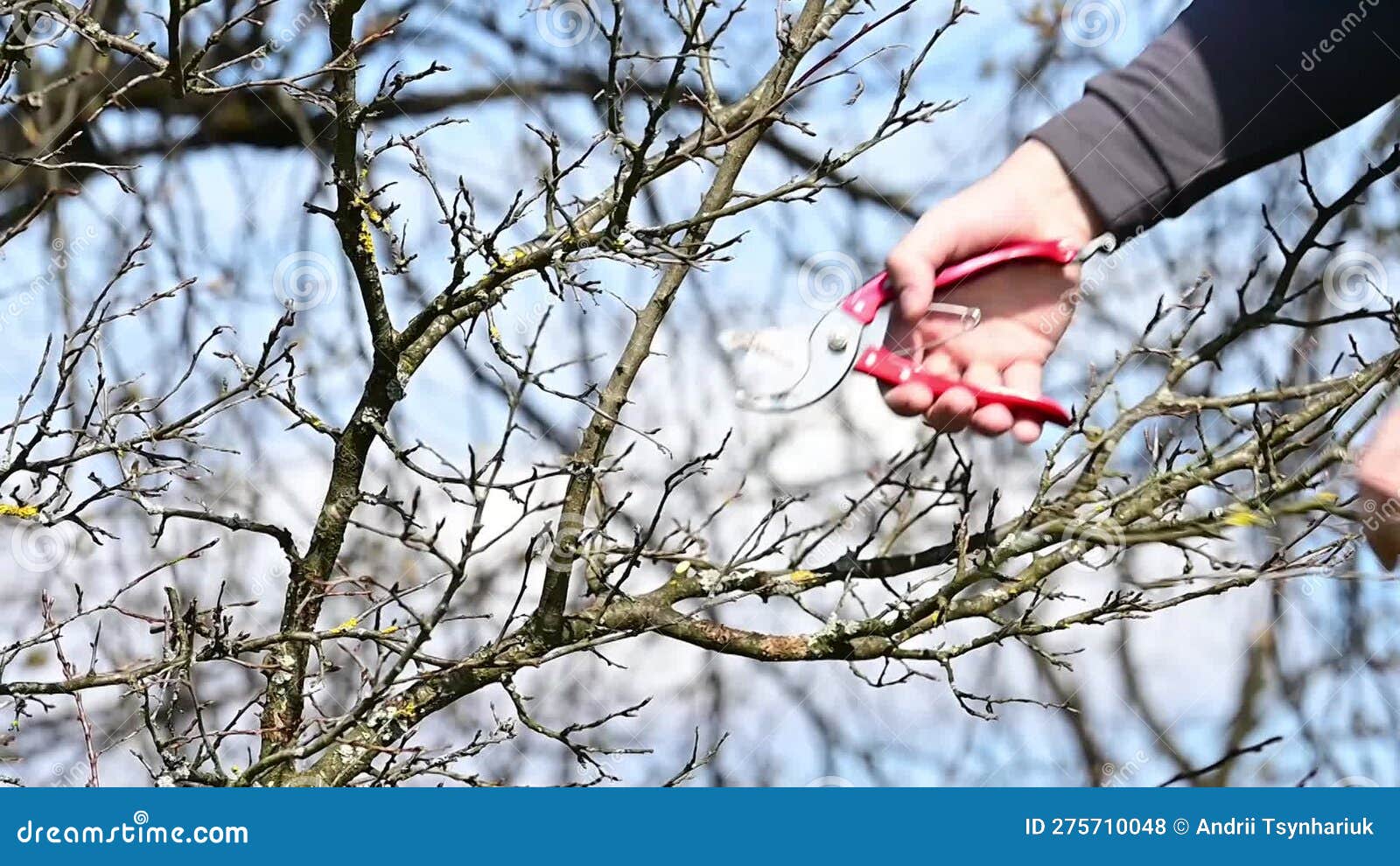 Spring Formative Pruning of the Tree and Formation of the Tree Crown ...