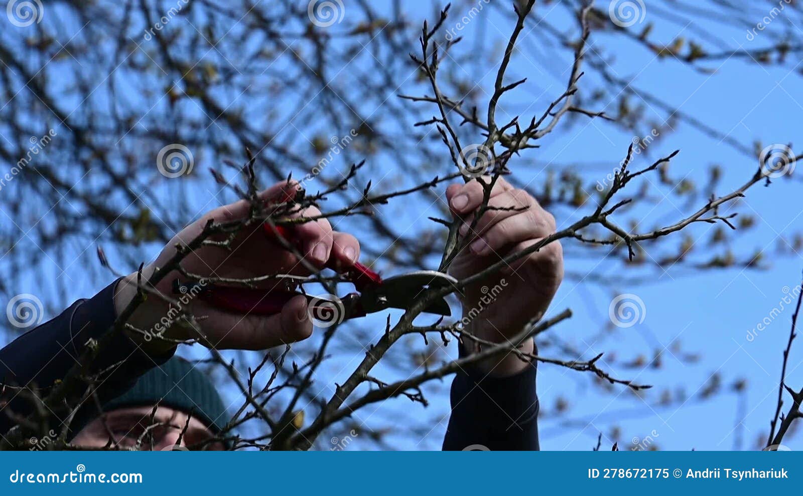 Spring Formative Pruning of the Tree and Formation of the Tree Crown ...