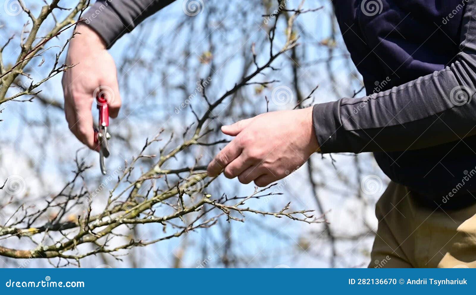 Spring Formative Pruning of the Tree and Formation of the Tree Crown ...