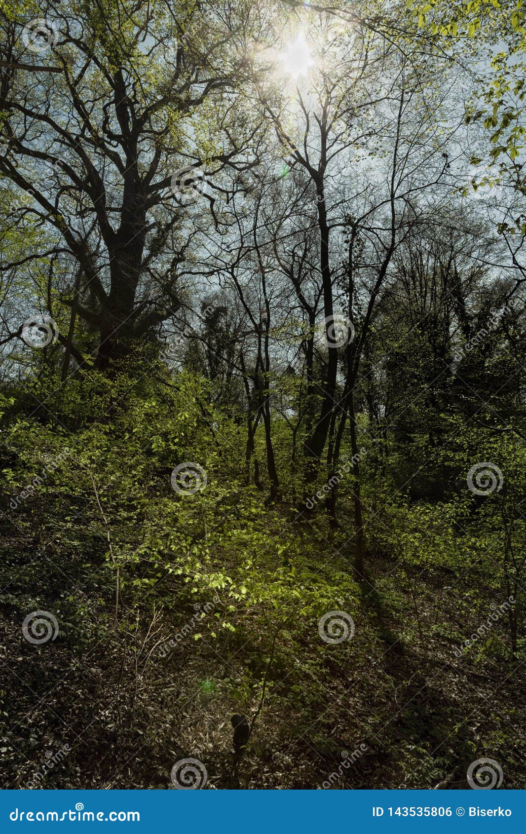 Spring in the forrest stock photo. Image of fairy, follow - 143535806