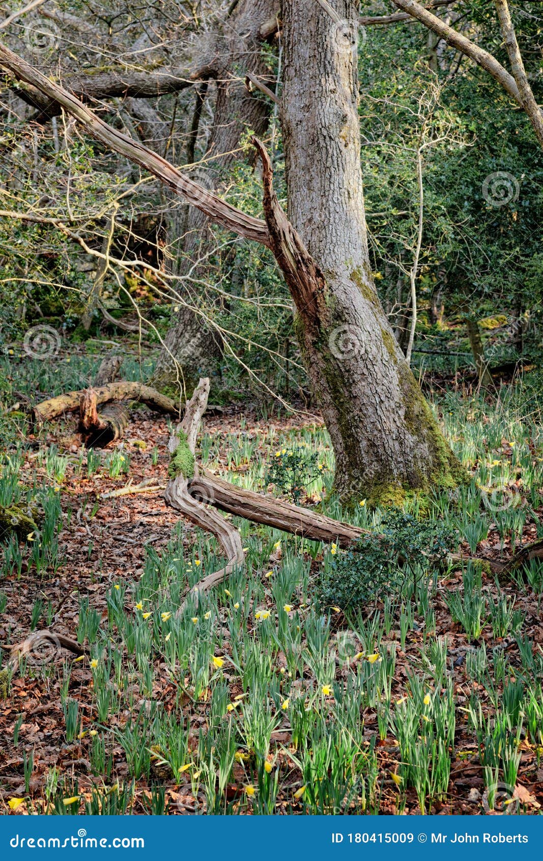 A Spring Forrest Floor with Daffodils Narcissus Stock Image - Image of ...
