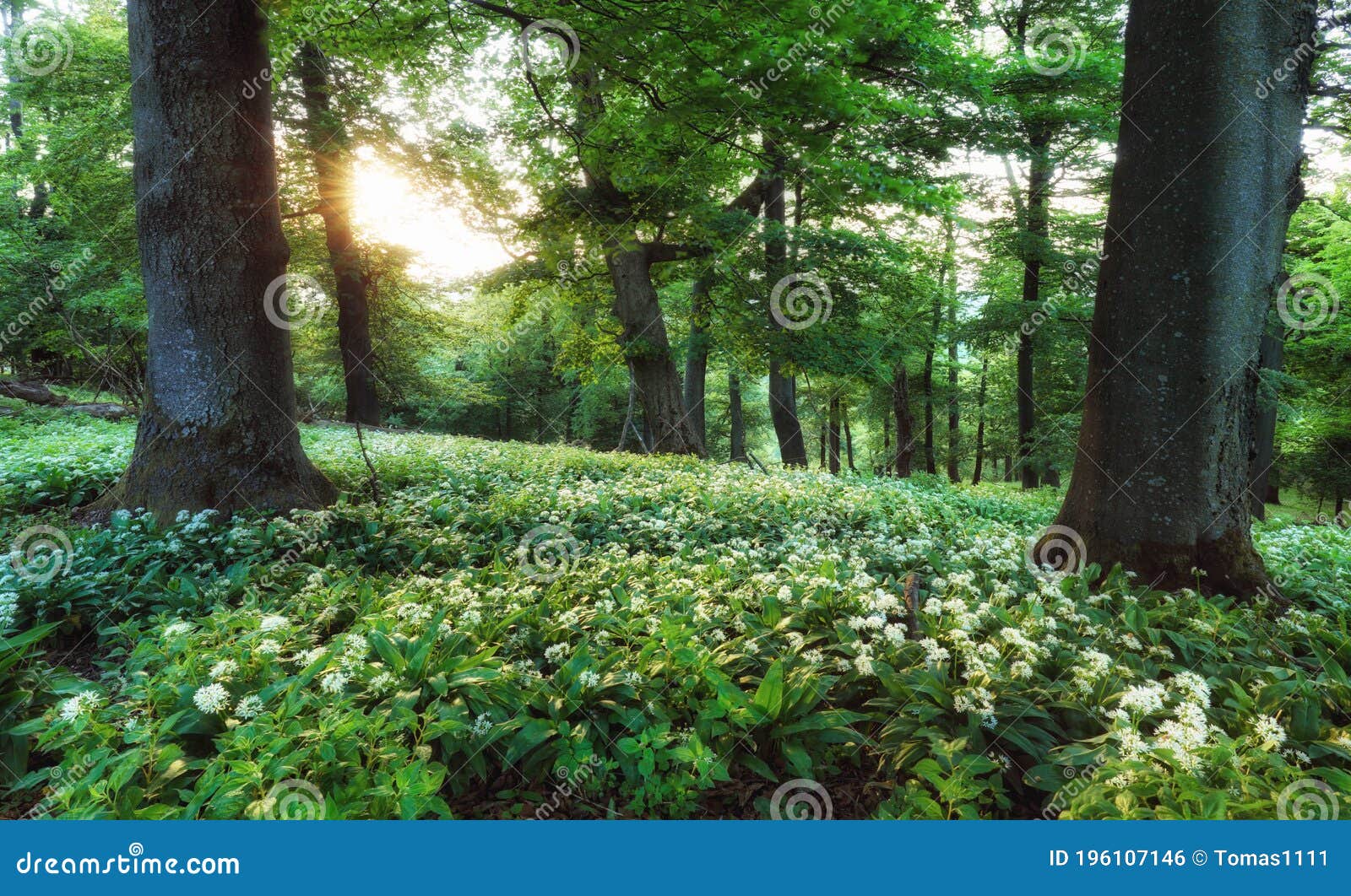 Spring Forrest. Fresh Green Woods in the Forest Stock Photo - Image of ...