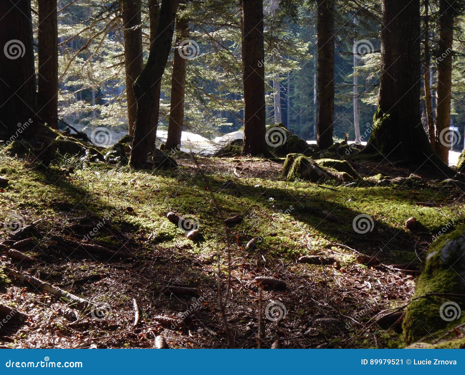 Spring Forrest with Green Mossy Ground Stock Image - Image of natural ...