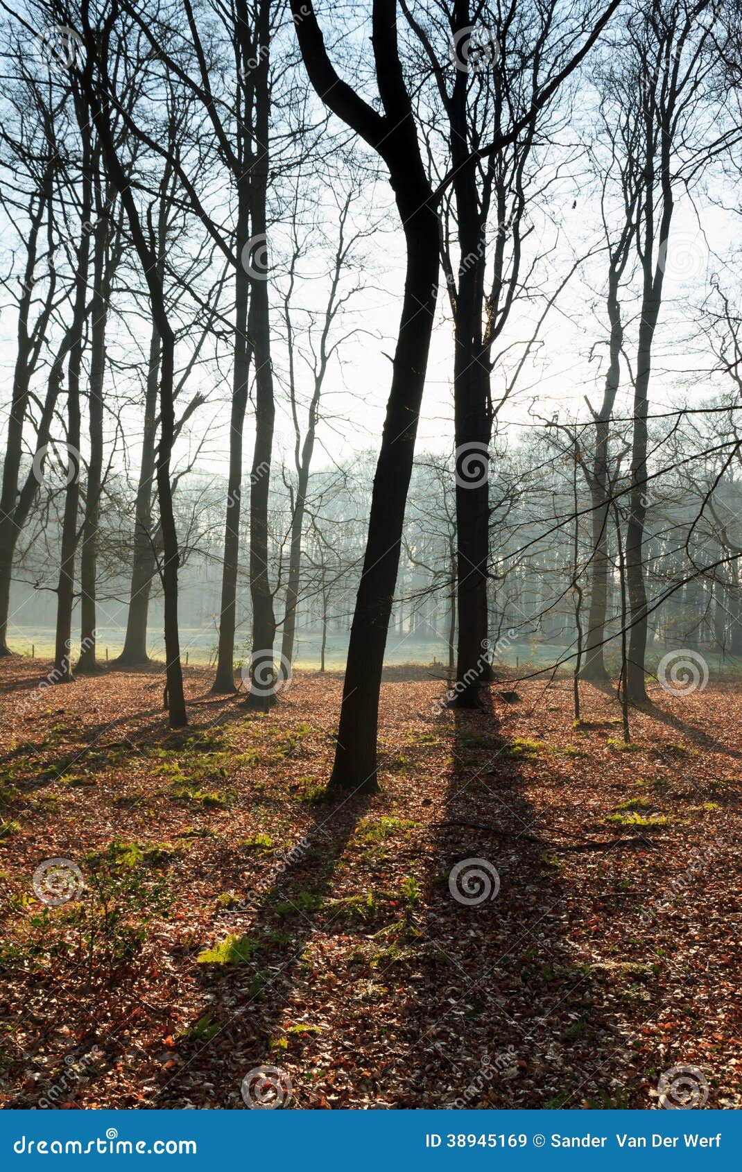Spring in a forrest stock image. Image of sunbeams, beams - 38945169