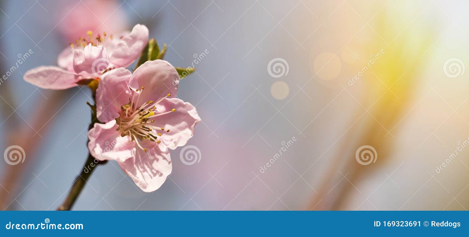 Spring Forward, Springtime Concept, Web Banner of Pink Flowers Stock ...