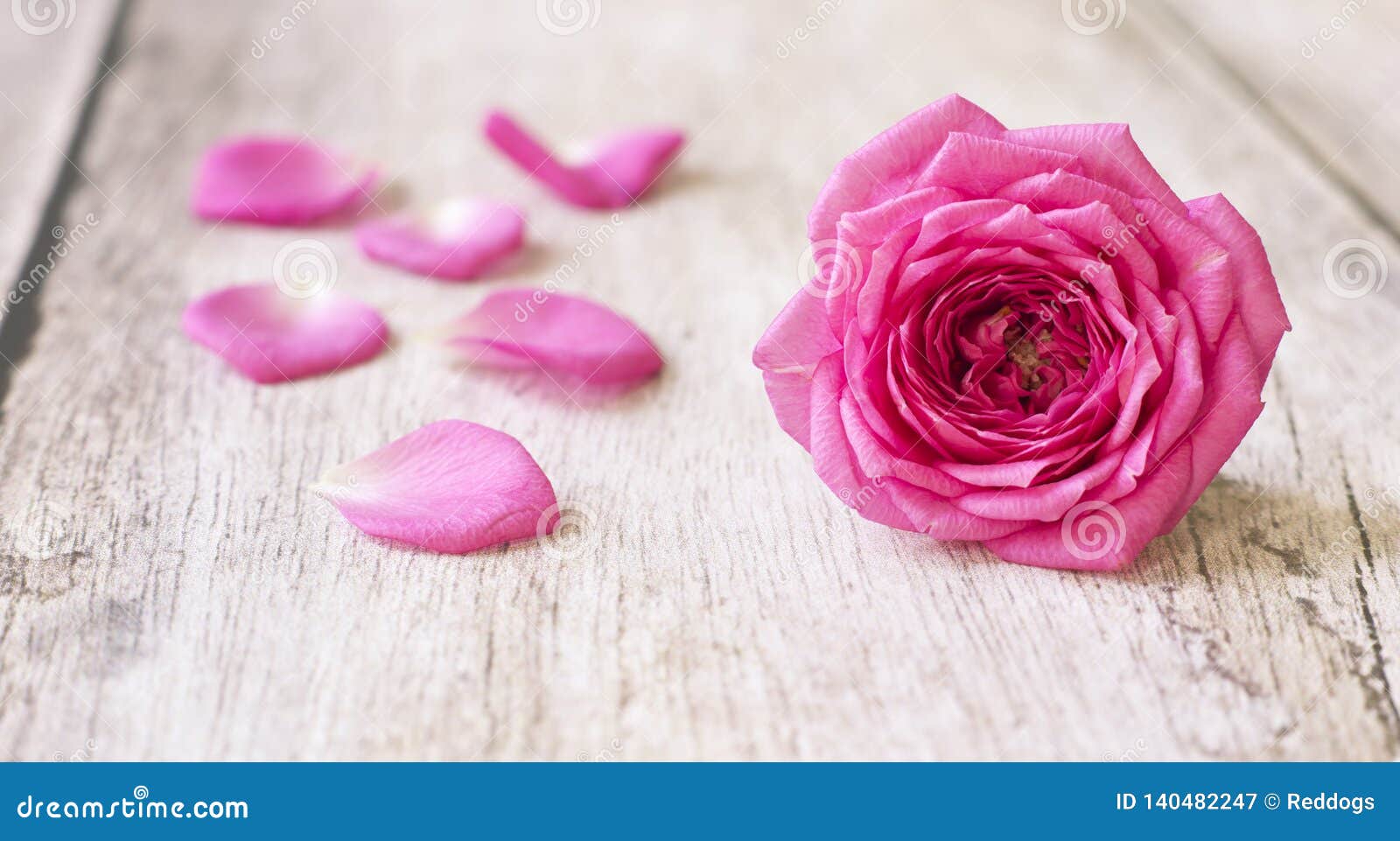 Spring Forward, Springtime Concept - Web Banner of Pink Rose Flower ...