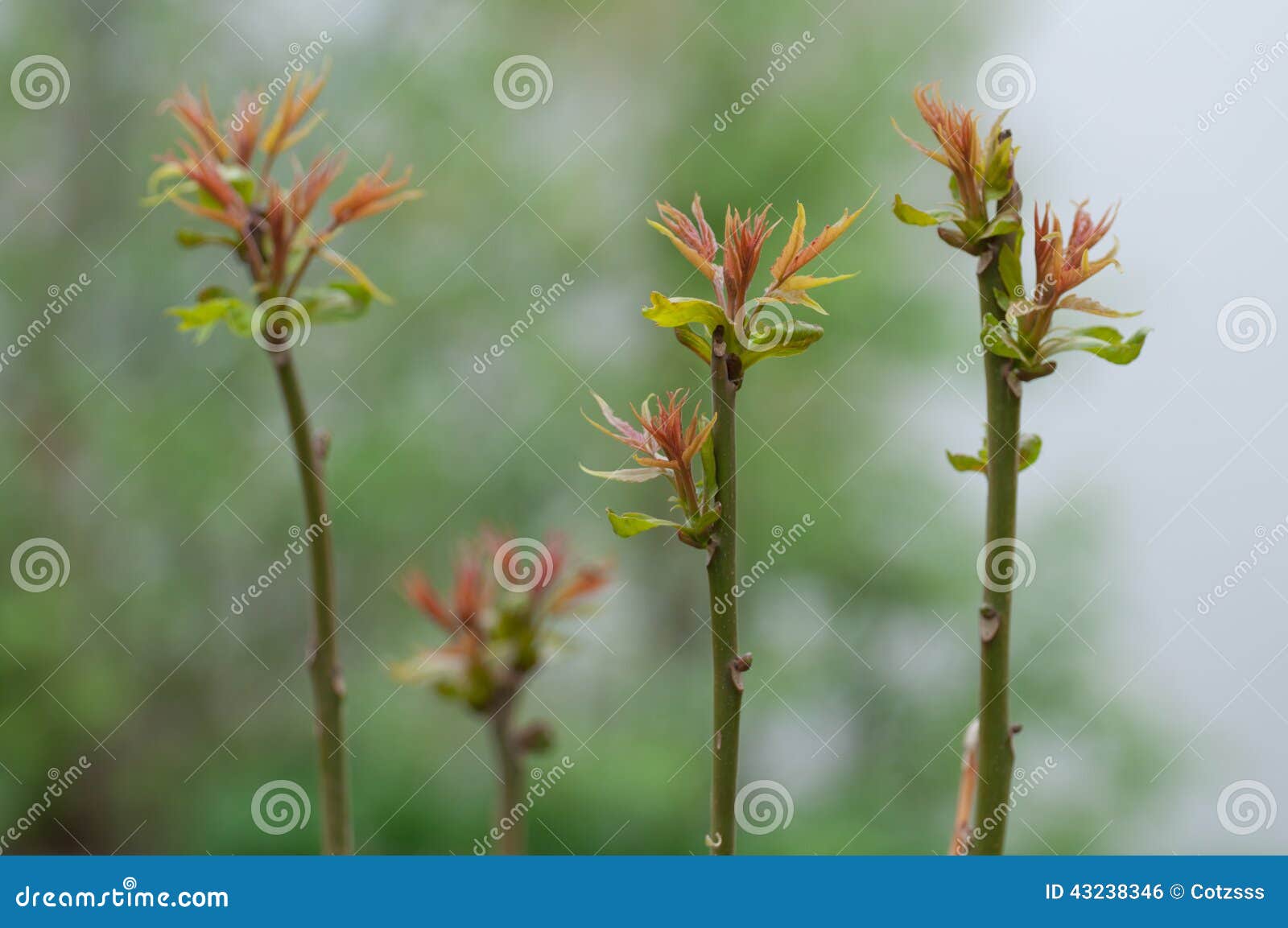 Spring four fresh buds stock photo. Image of isolated - 43238346