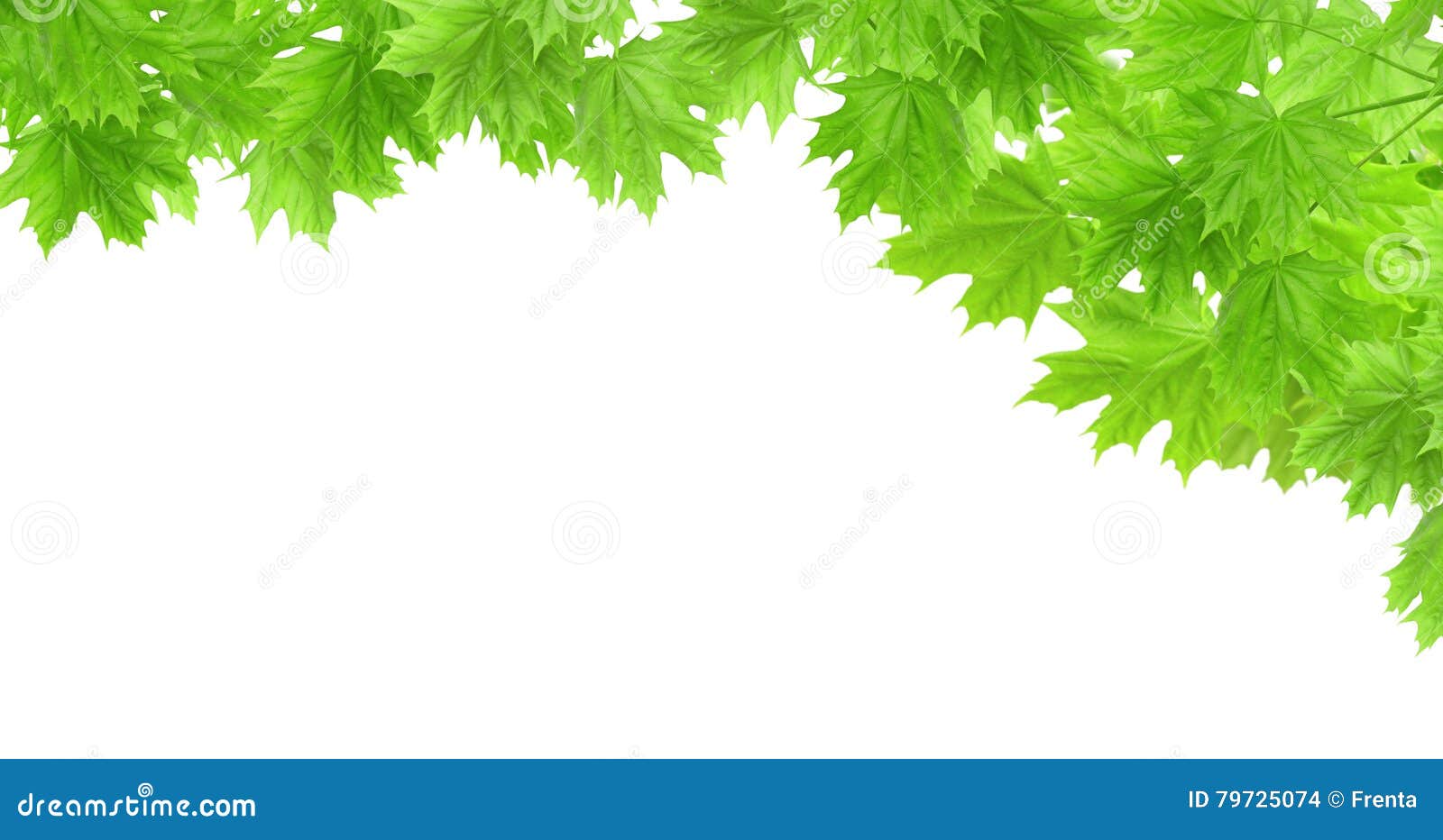 Spring Frame with Leaves of a Maple Stock Photo - Image of foliage ...