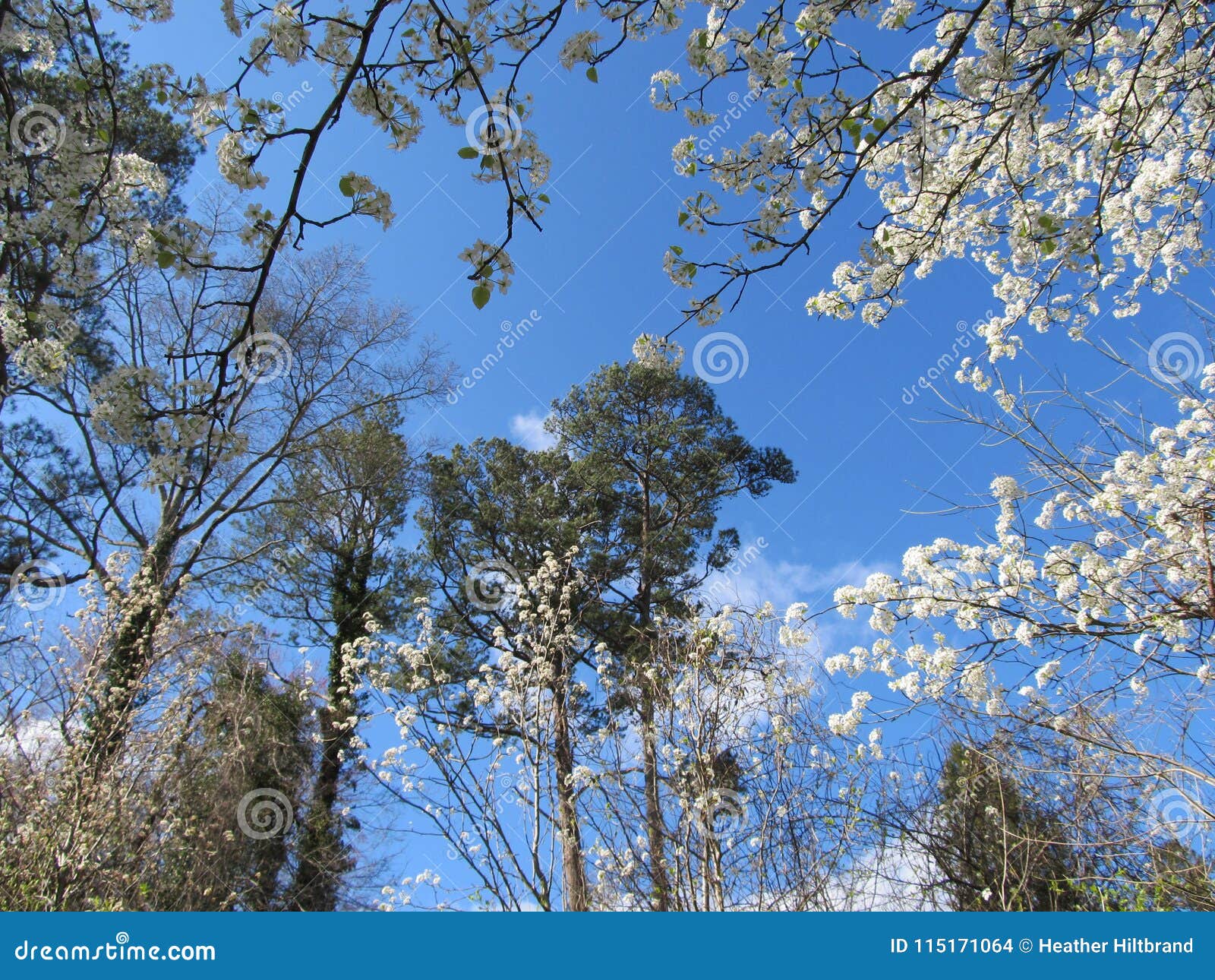Spring Frames stock photo. Image of pear, trees, bradford - 115171064