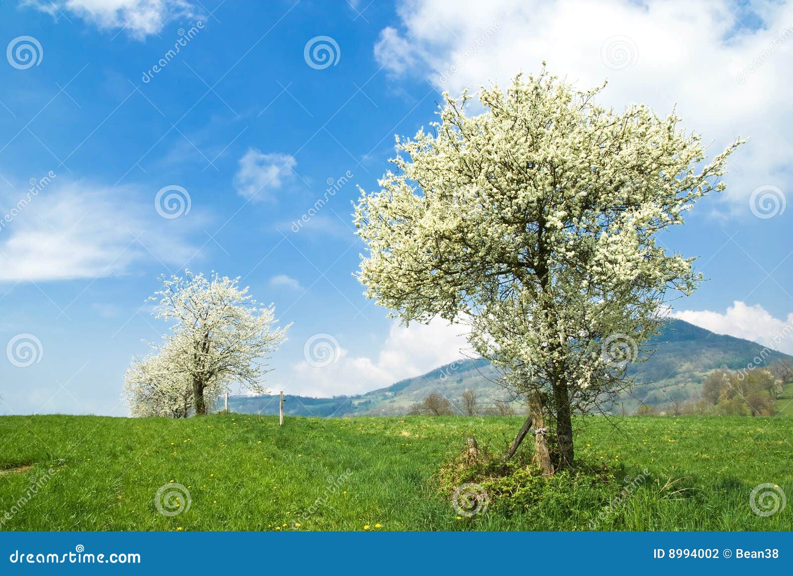 Spring in France stock photo. Image of france, white, blue - 8994002