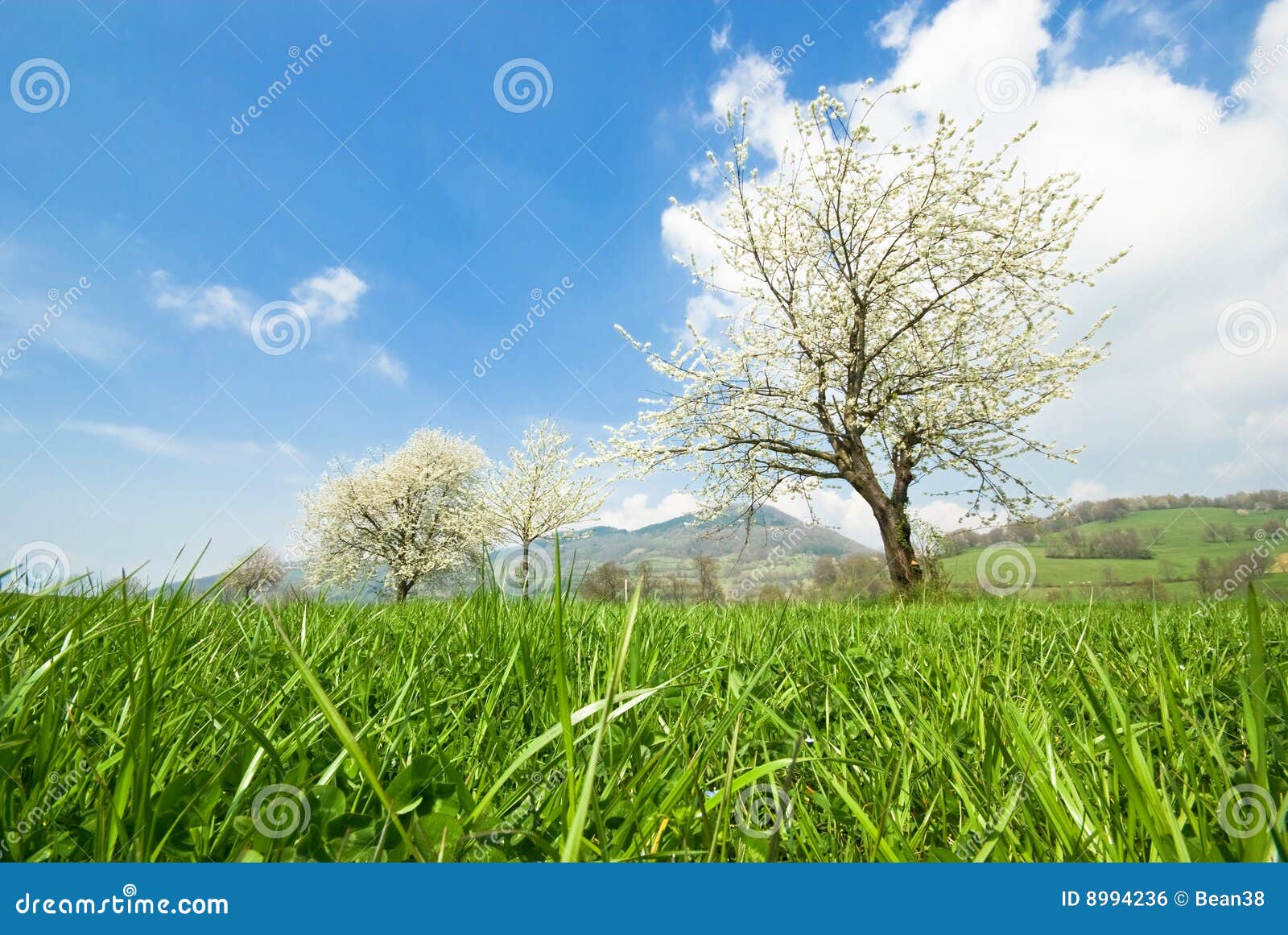 Spring in France stock photo. Image of nature, white, france - 8994236