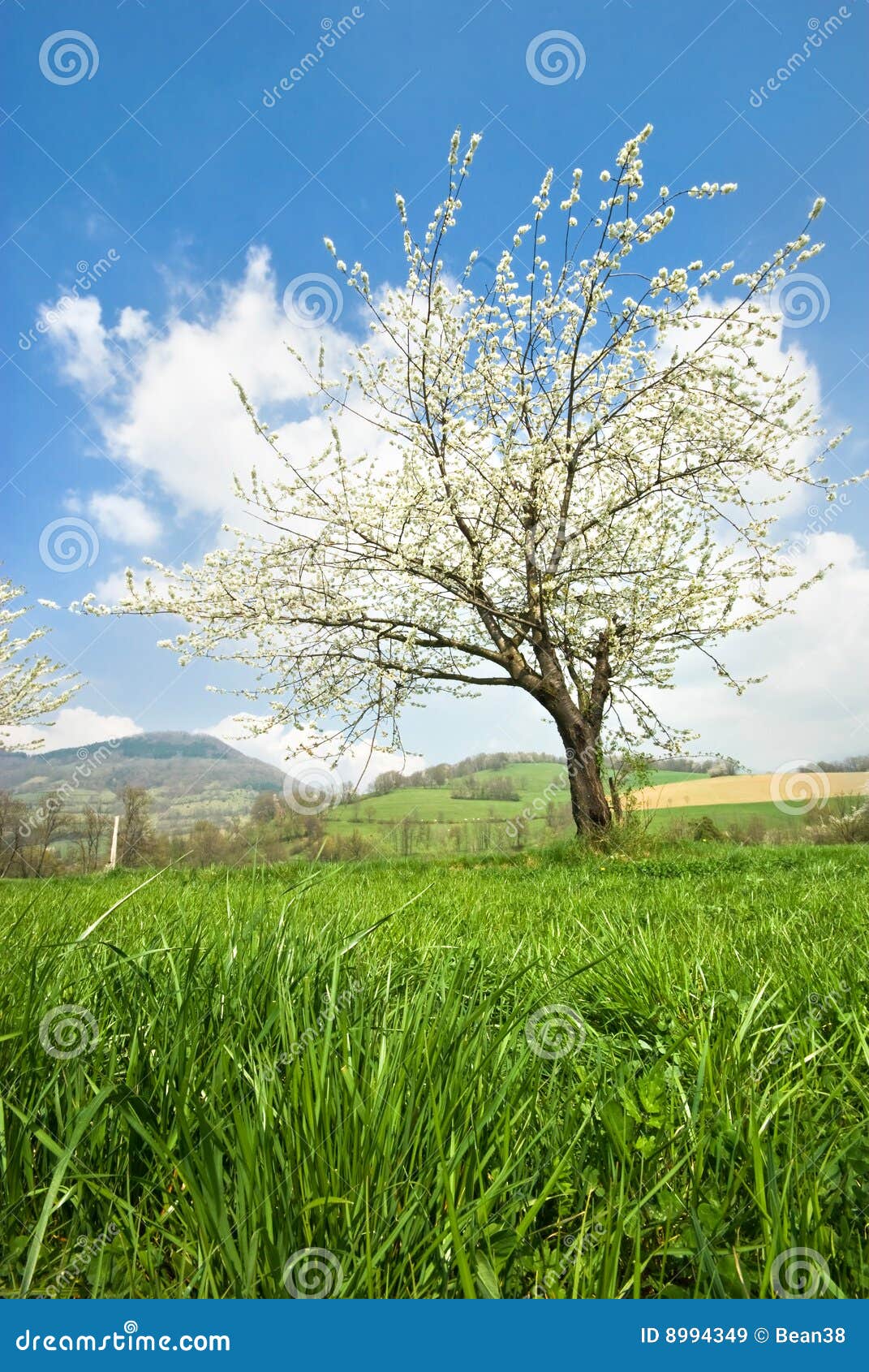 Spring in France stock image. Image of flower, garden - 8994349