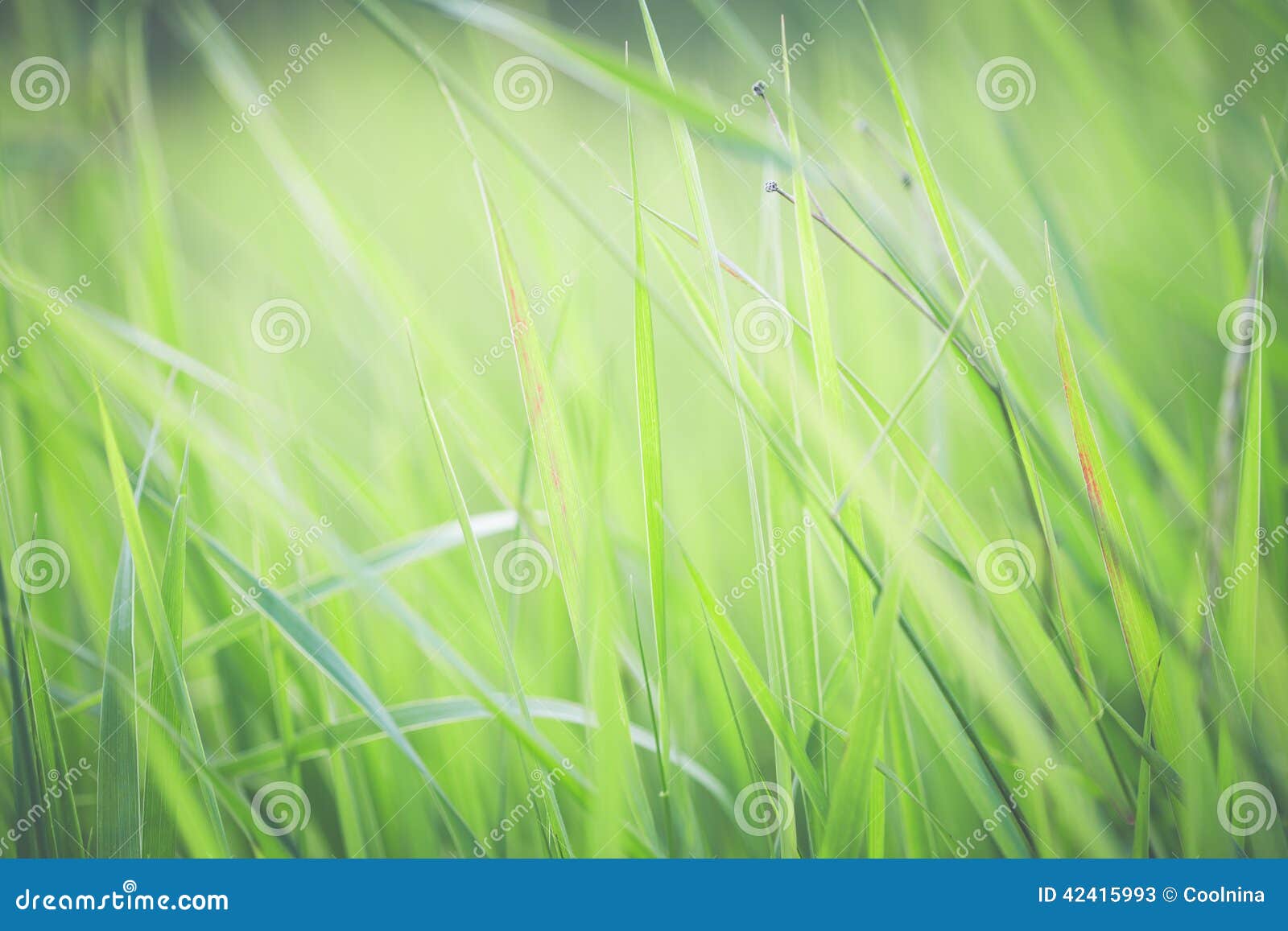 Spring Fresh Abstract Background Stock Image - Image of grass, biology ...