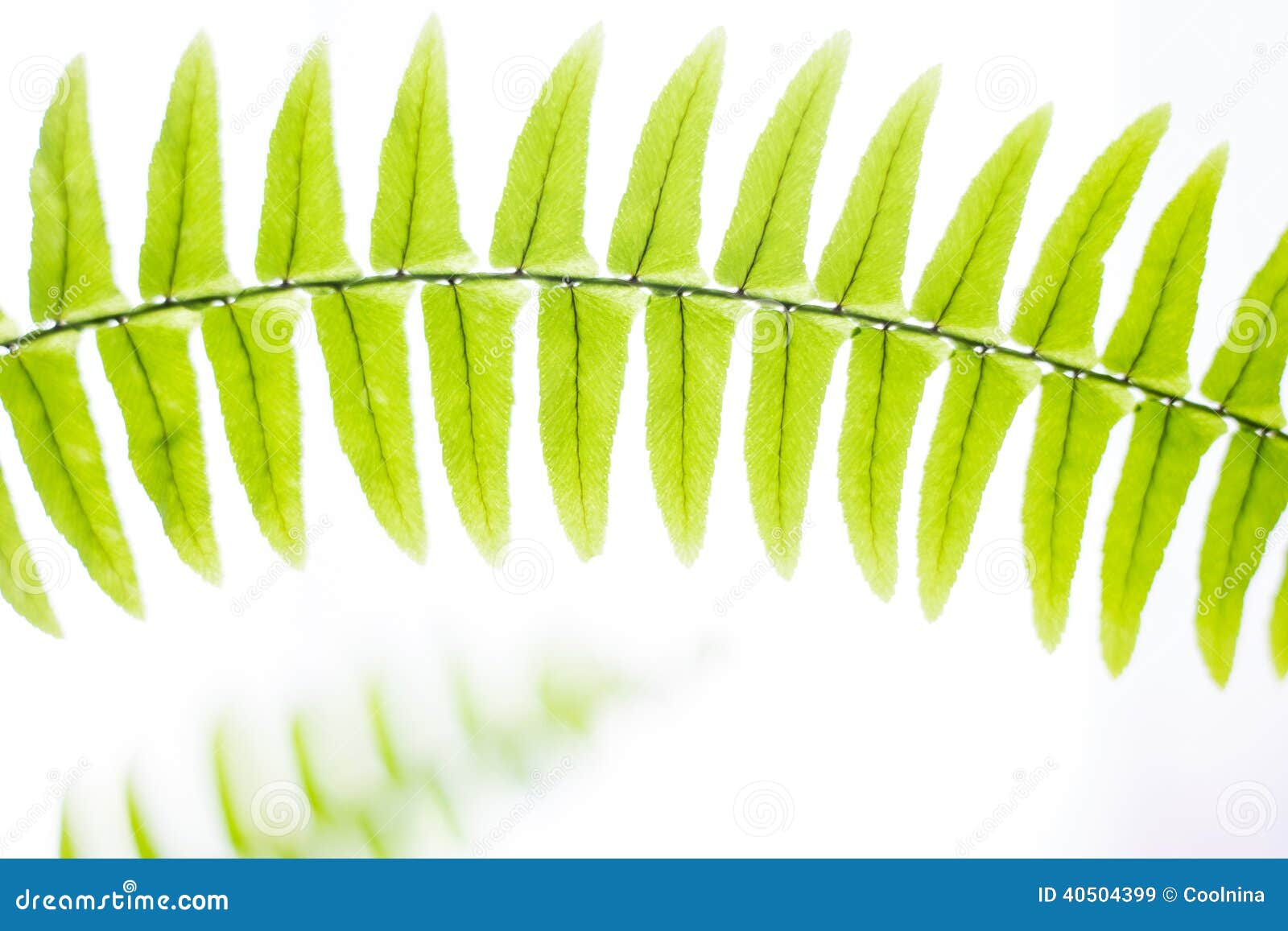 Spring Fresh Abstract Fern Background Stock Image - Image of background ...