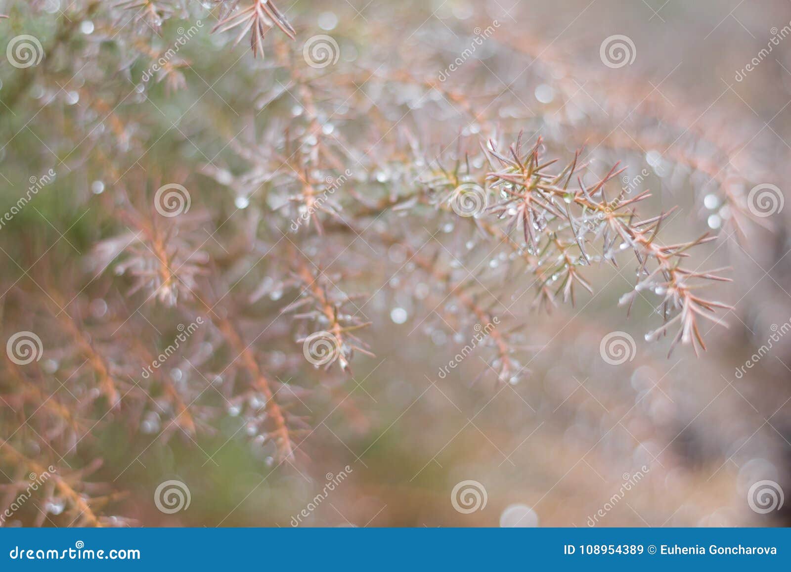 Spring Fresh Background With Dewy Branches Of Conifer Tree Stock Image ...