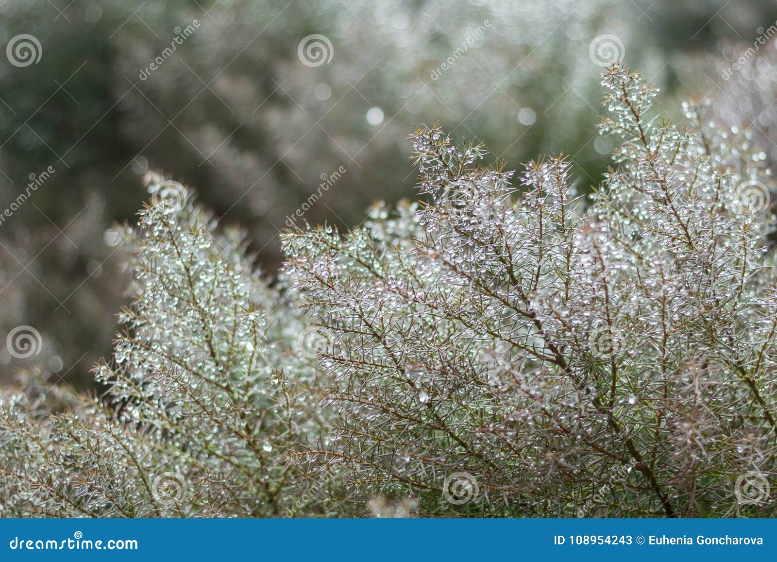 Spring Fresh Background with Dewy Branches of Conifer Tree Stock Image ...