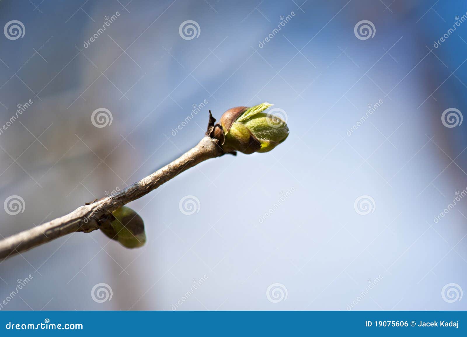 Spring fresh bud stock photo. Image of gardening, beginnings - 19075606