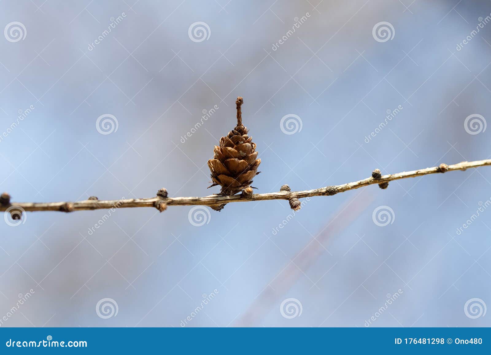 Bump on a Tree in the Woods Stock Photo - Image of blur, collecting ...