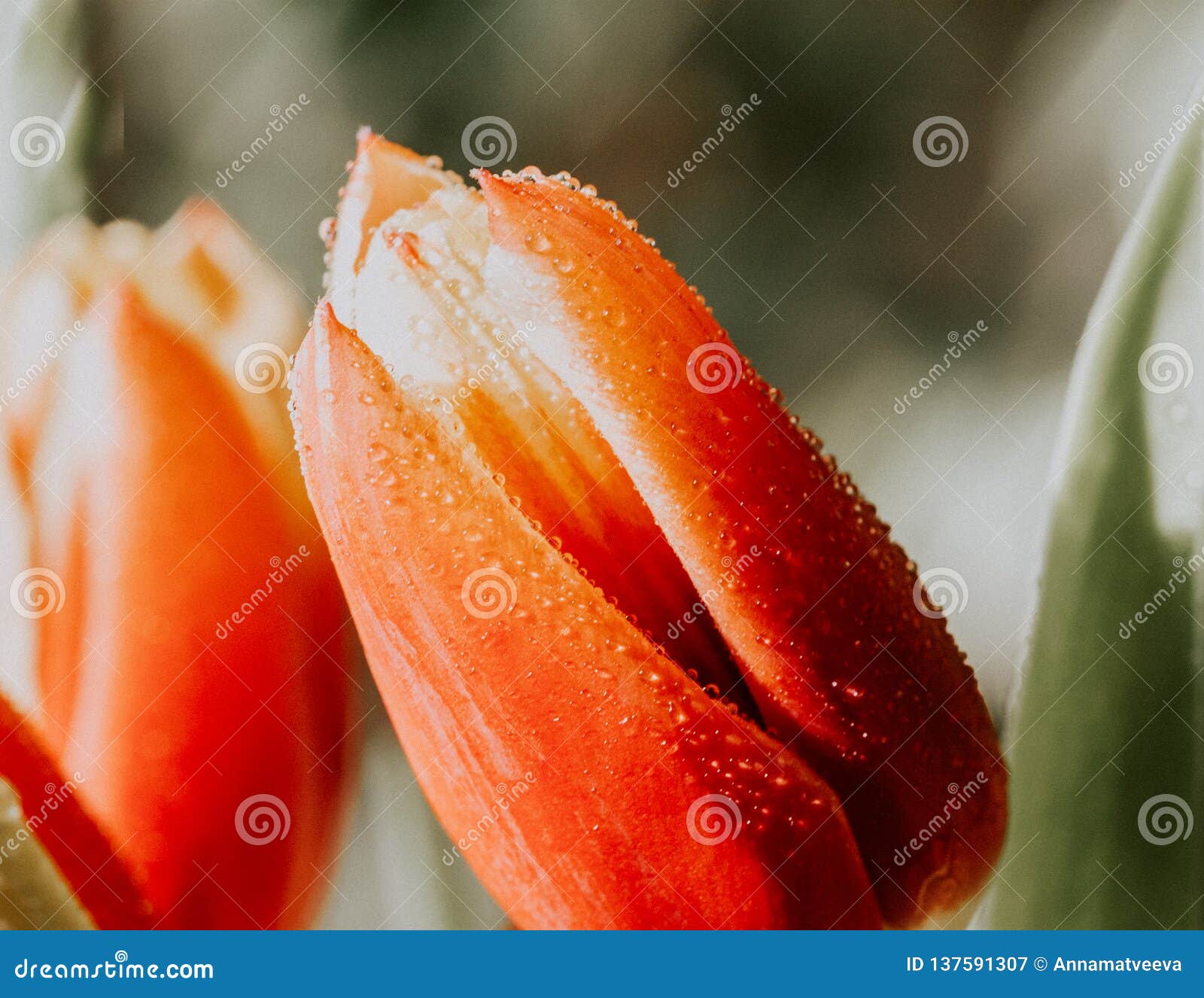 Spring, Fresh Flowers Tulips - Image Stock Image - Image of bluer ...