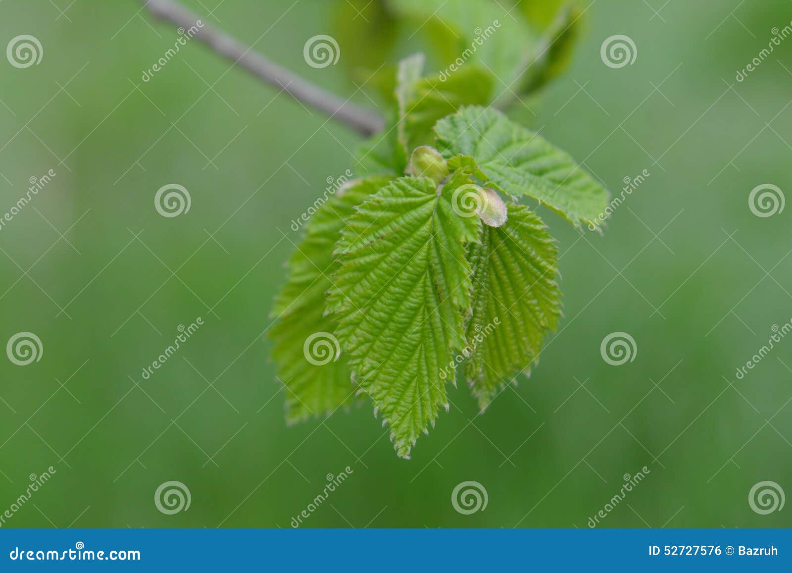 Spring Fresh Hazel Leaves on Branch, Hazel Tree Stock Photo - Image of ...