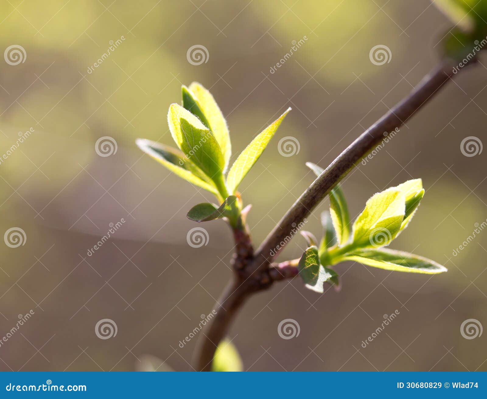 Spring Fresh Leaves on a Branch in Forest Stock Image - Image of ...
