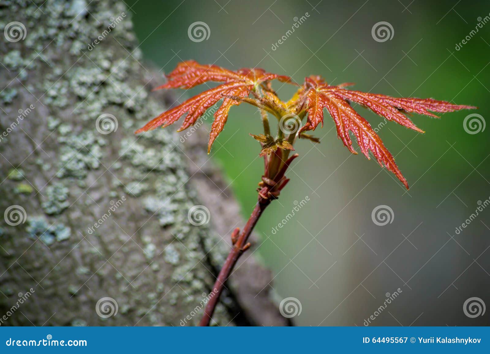 Spring stock image. Image of botany, illuminated, life - 64495567