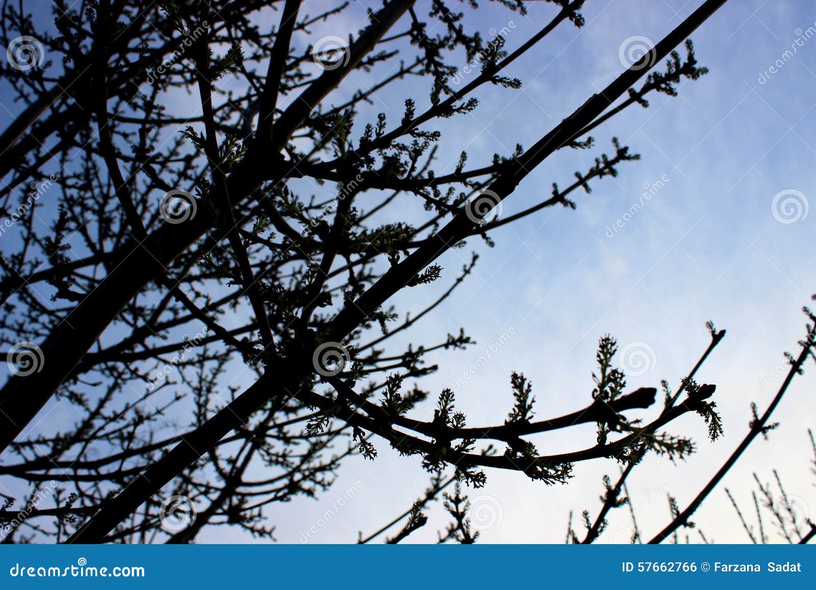 Spring freshness stock photo. Image of macro, tranquil - 57662766