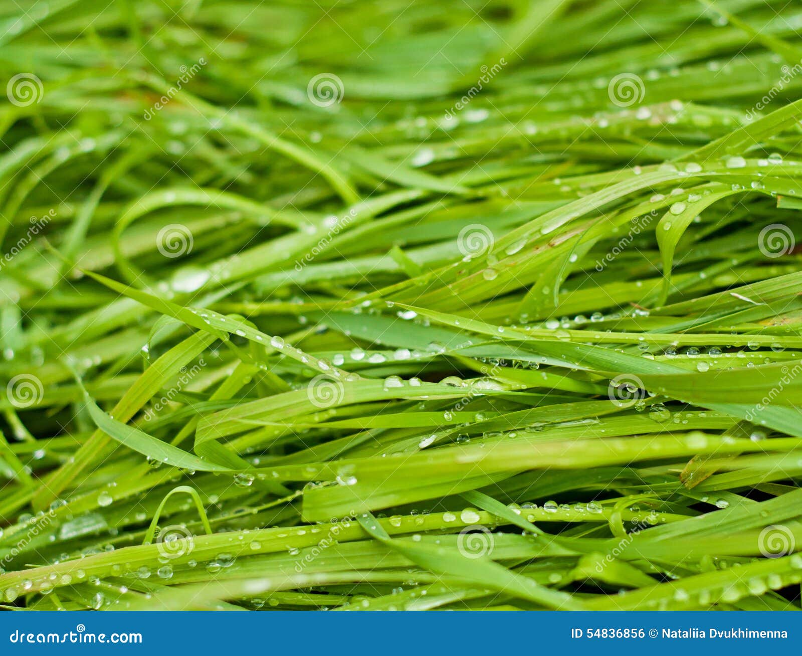 Spring freshness stock photo. Image of green, growth - 54836856