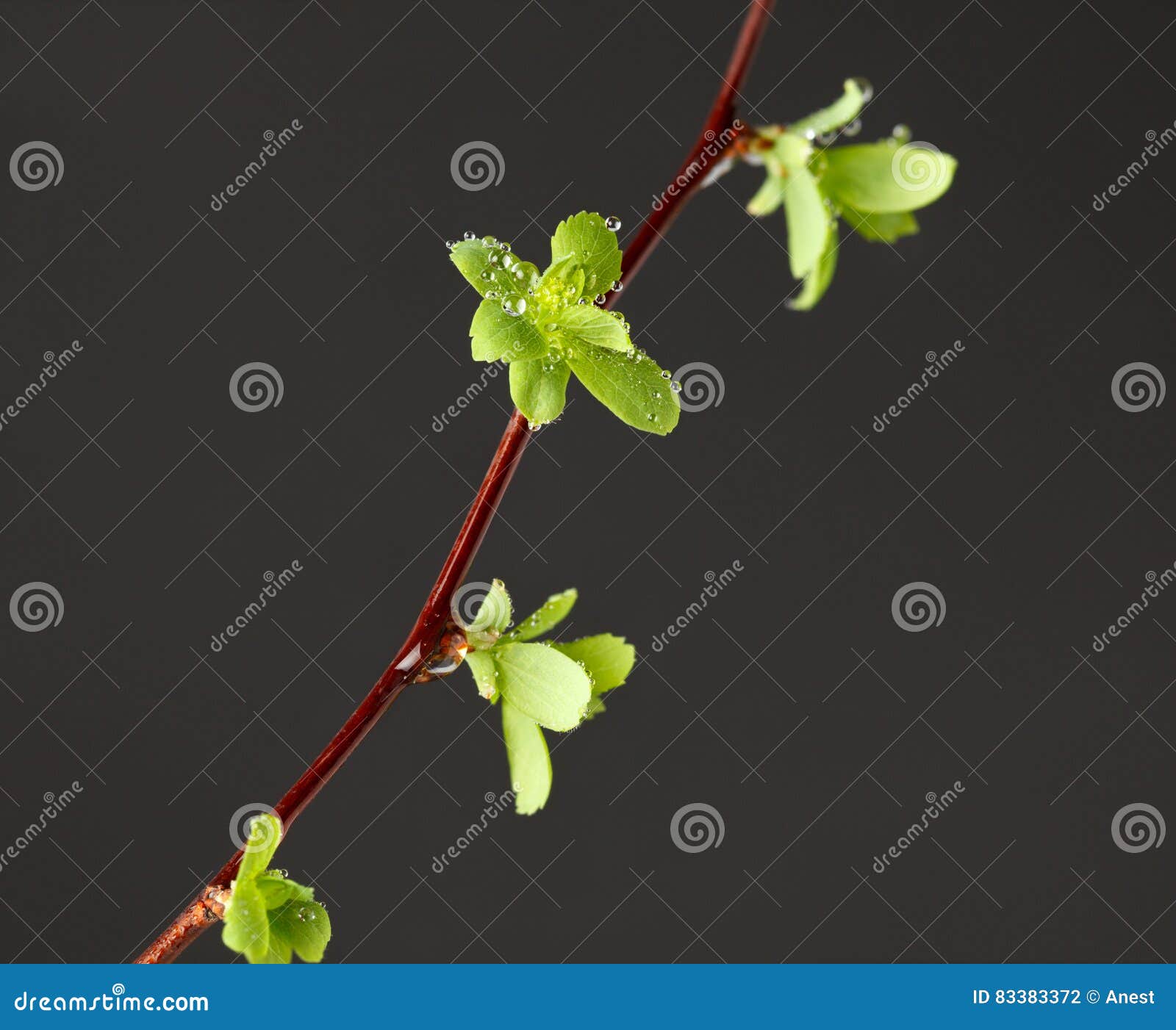Spring freshness stock photo. Image of fresh, brown, detail - 83383372