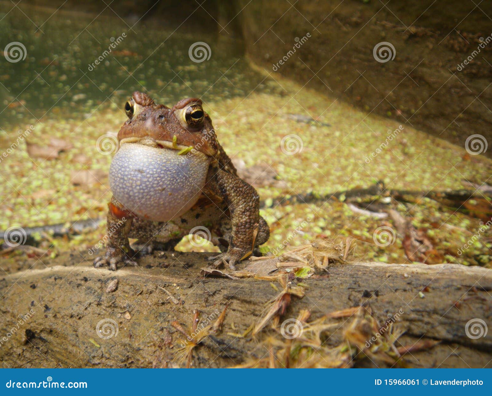 Spring Frog Croaking on Log Stock Image - Image of close, pond: 15966061