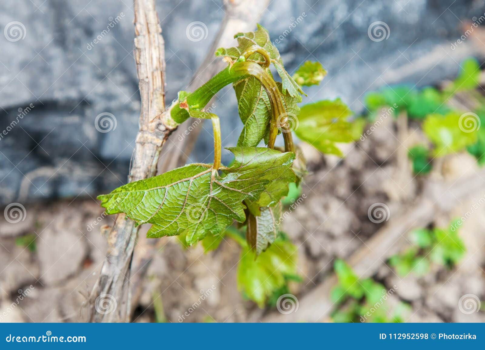Spring Frost Damage in Vineyard Stock Photo - Image of foliage, chill ...