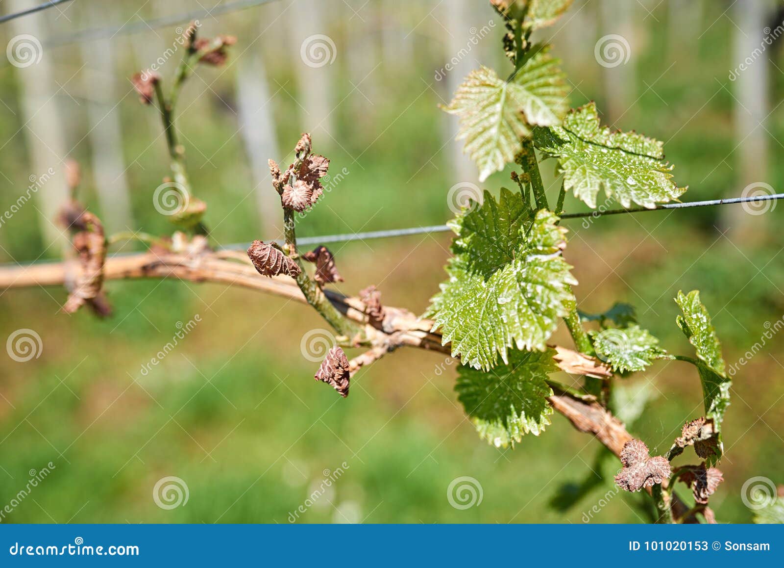 Spring Frost Damage in Vineyard. Stock Image - Image of chardonnay ...