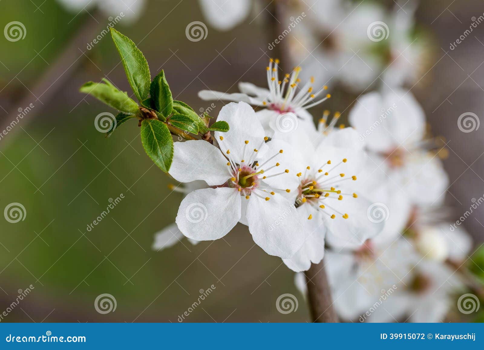 Spring Fruit Flower stock photo. Image of floral, cherry - 39915072