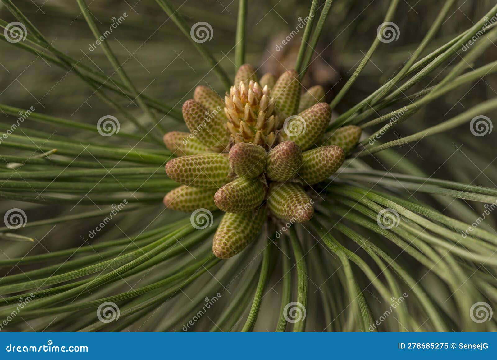 The Top of a Pine Shoot, Visible Buds (beginnings) of Shoots and Cones ...