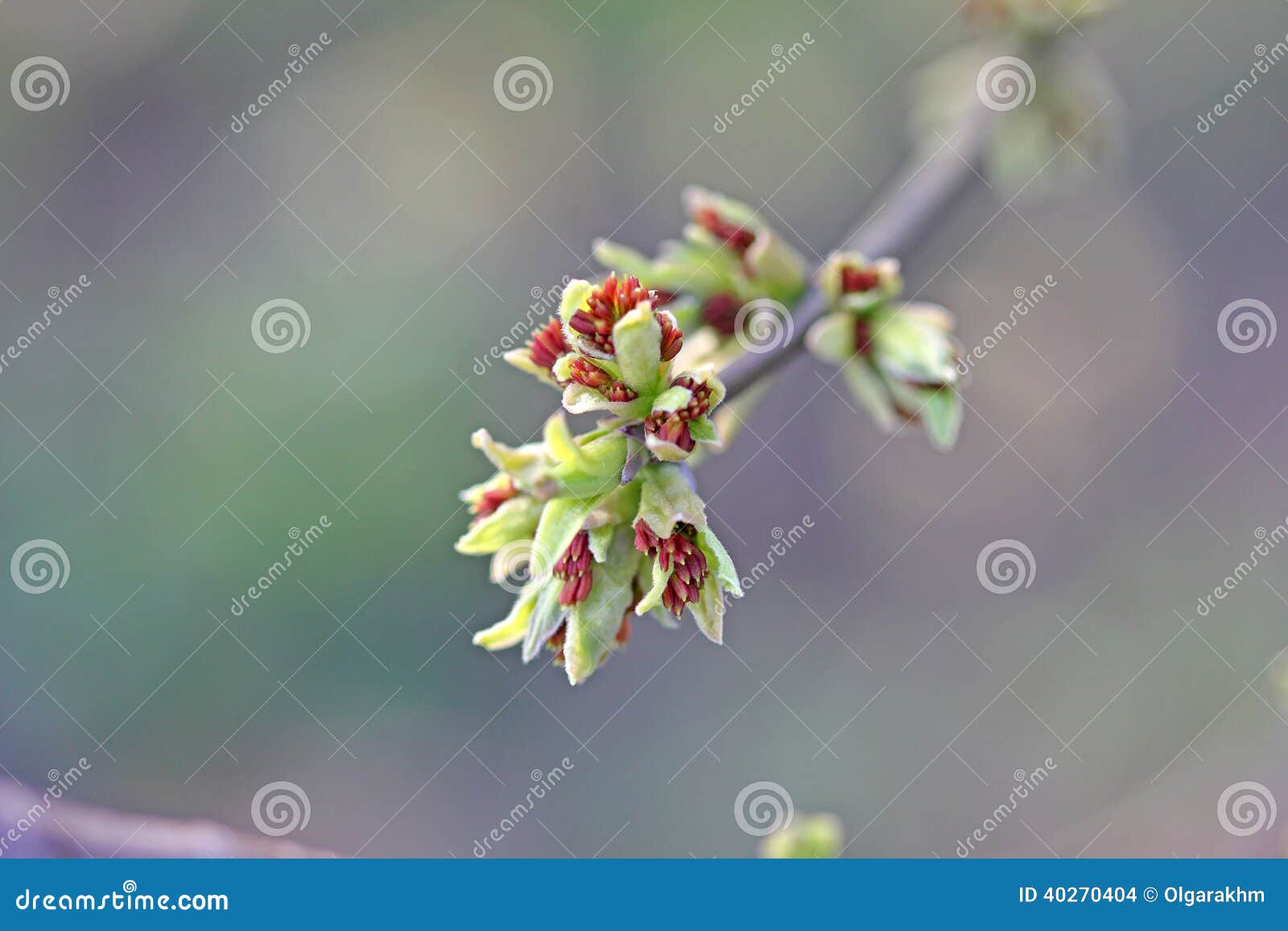 Spring in full rights stock photo. Image of foliage, life - 40270404