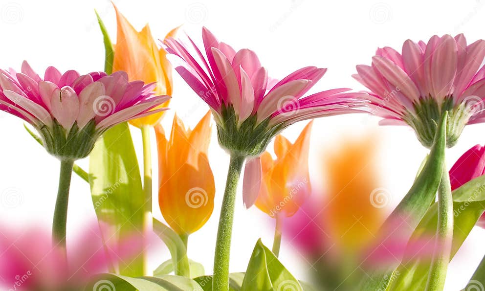 Spring garden 3 stock image. Image of beauty, flowers - 5124321