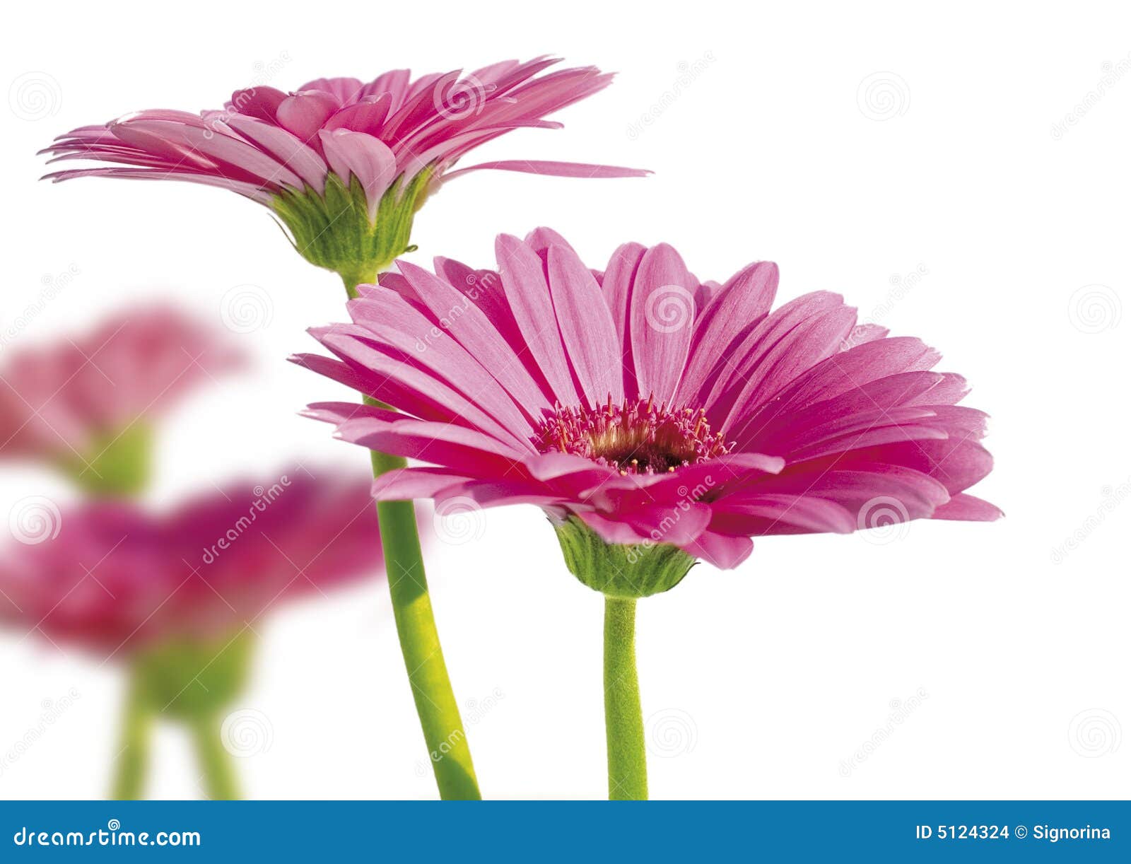 Spring garden 4 stock photo. Image of natural, pink, bright - 5124324