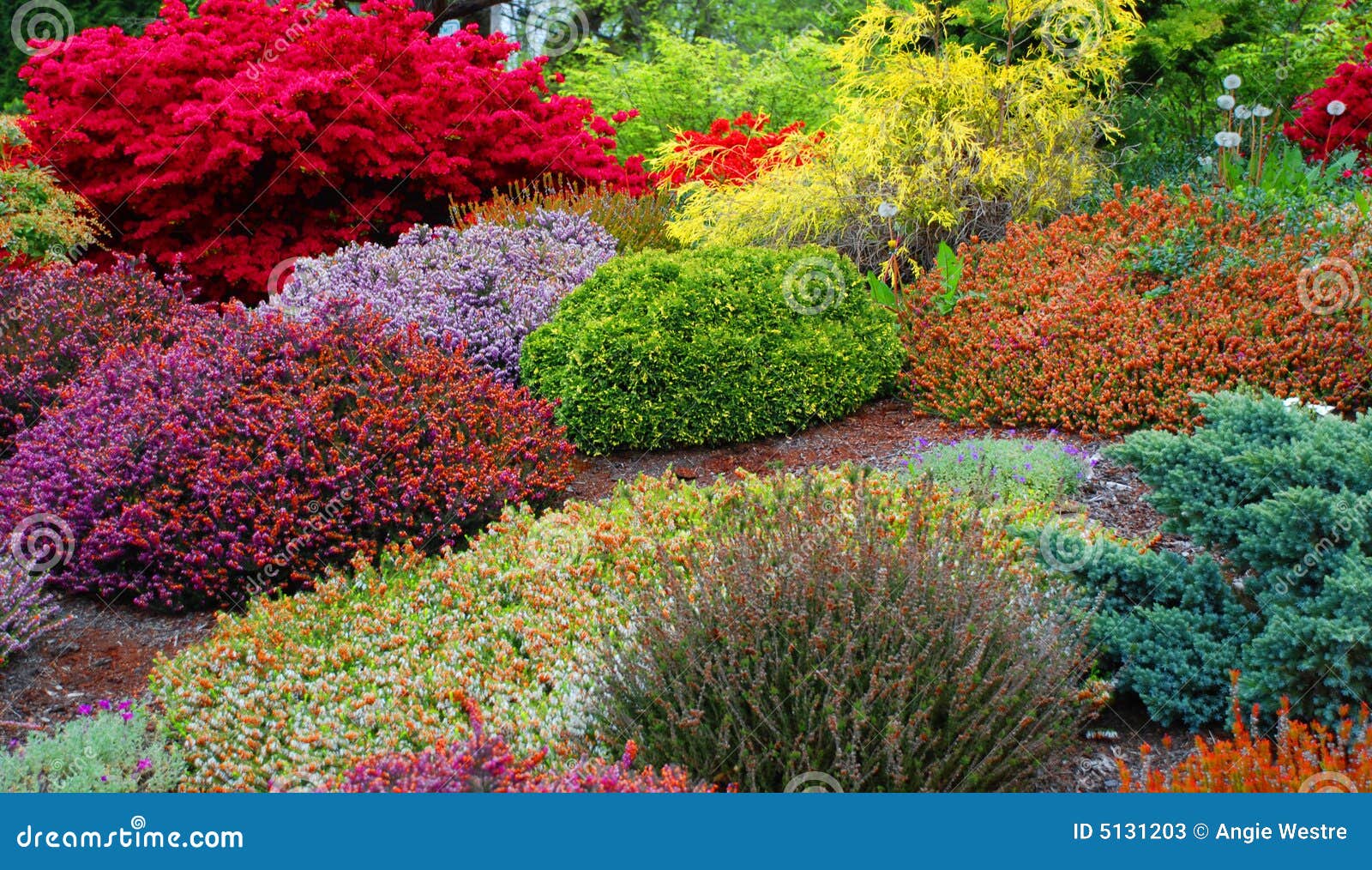 Spring Garden stock image. Image of gardening, foliage - 5131203