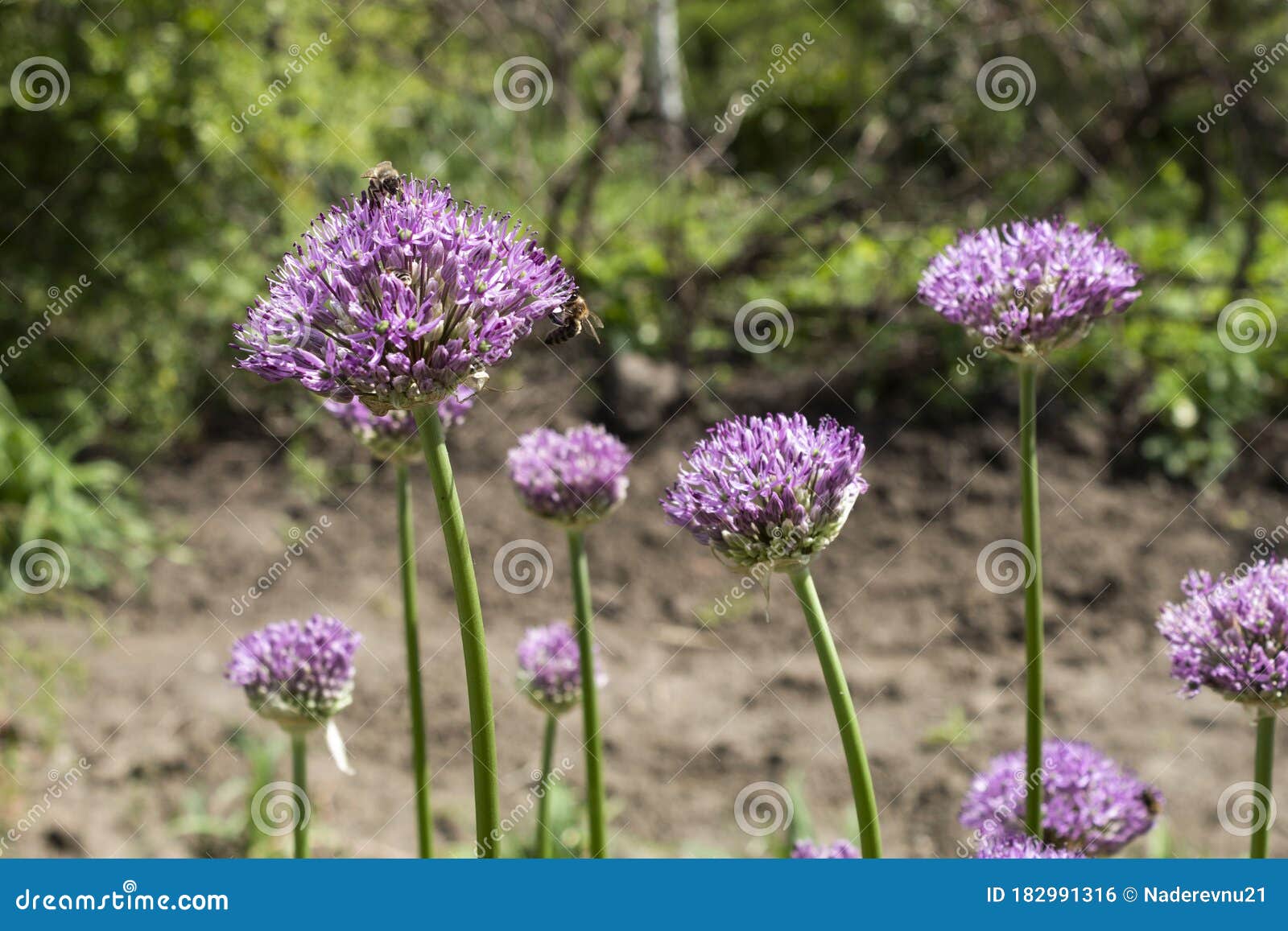 Bees and alium. stock photo. Image of colorful, pink - 182991316