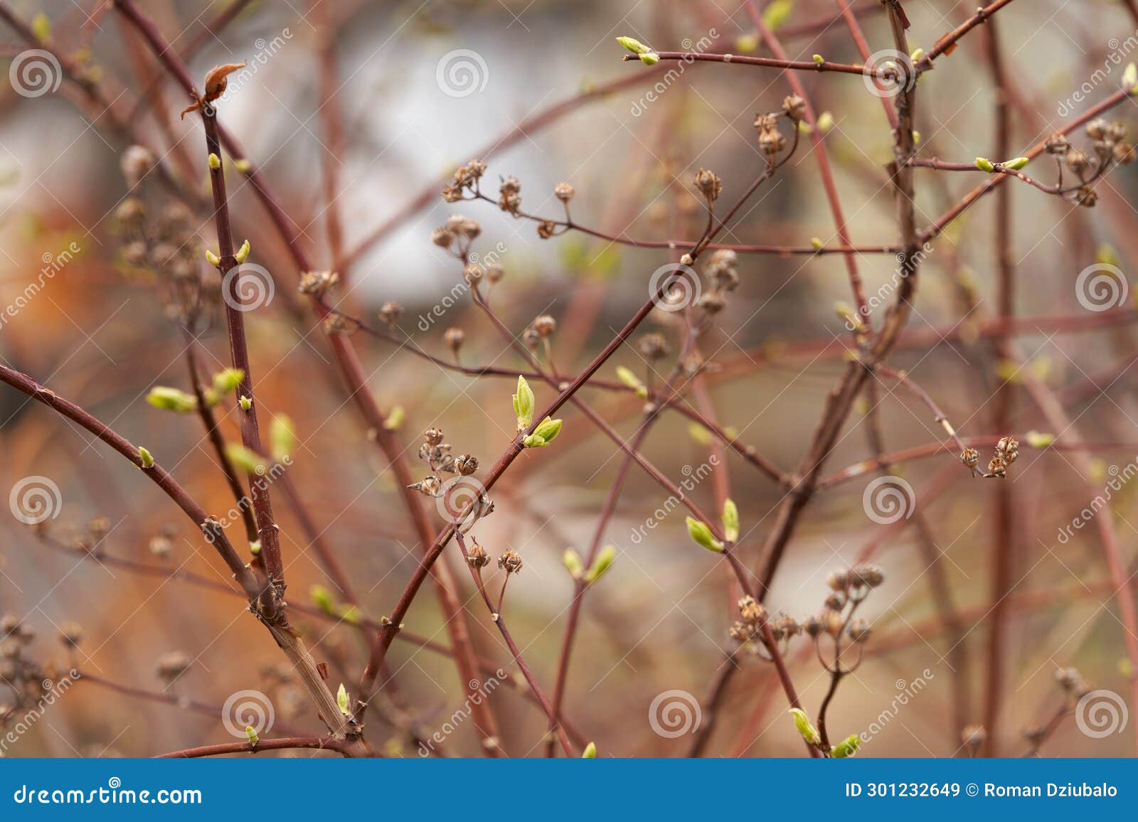 Spring. Garden. Awakening of Leaf Buds on the Bush Chubushnika Stock ...
