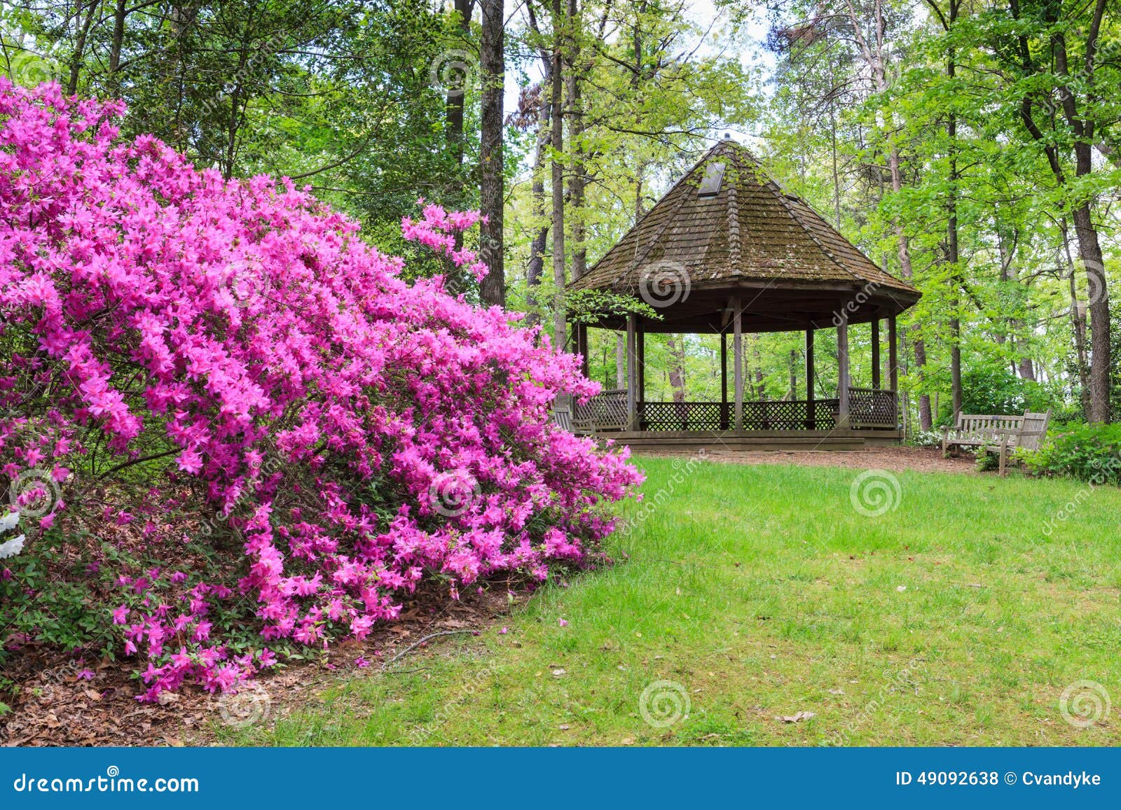 Spring Garden Azaleas Virginia Stock Photo - Image of garden, virginia ...