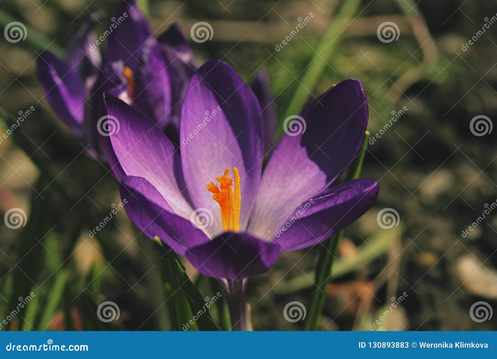 Purple crocus stock image. Image of yellow, season, garden - 130893883