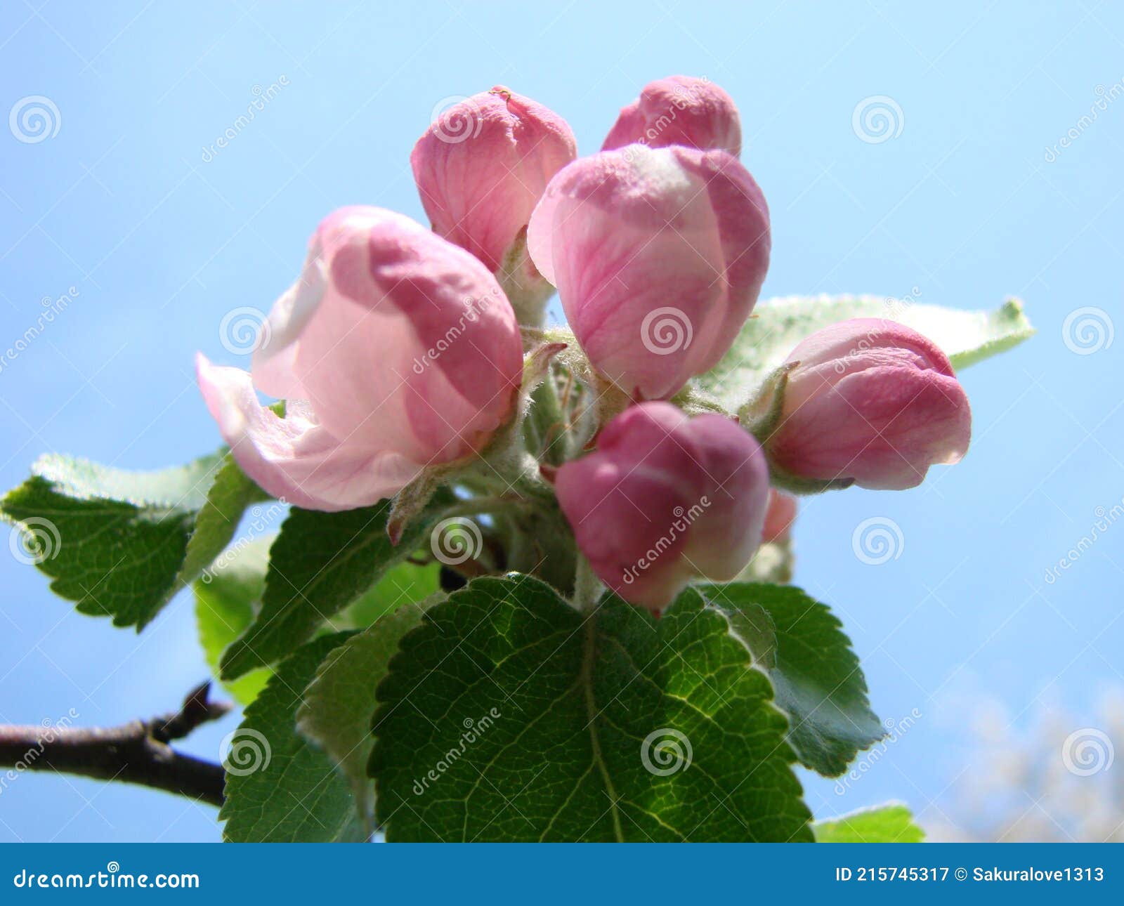Spring, in the Garden Blooms an Apple Tree, Flowers of an Apple Stock ...