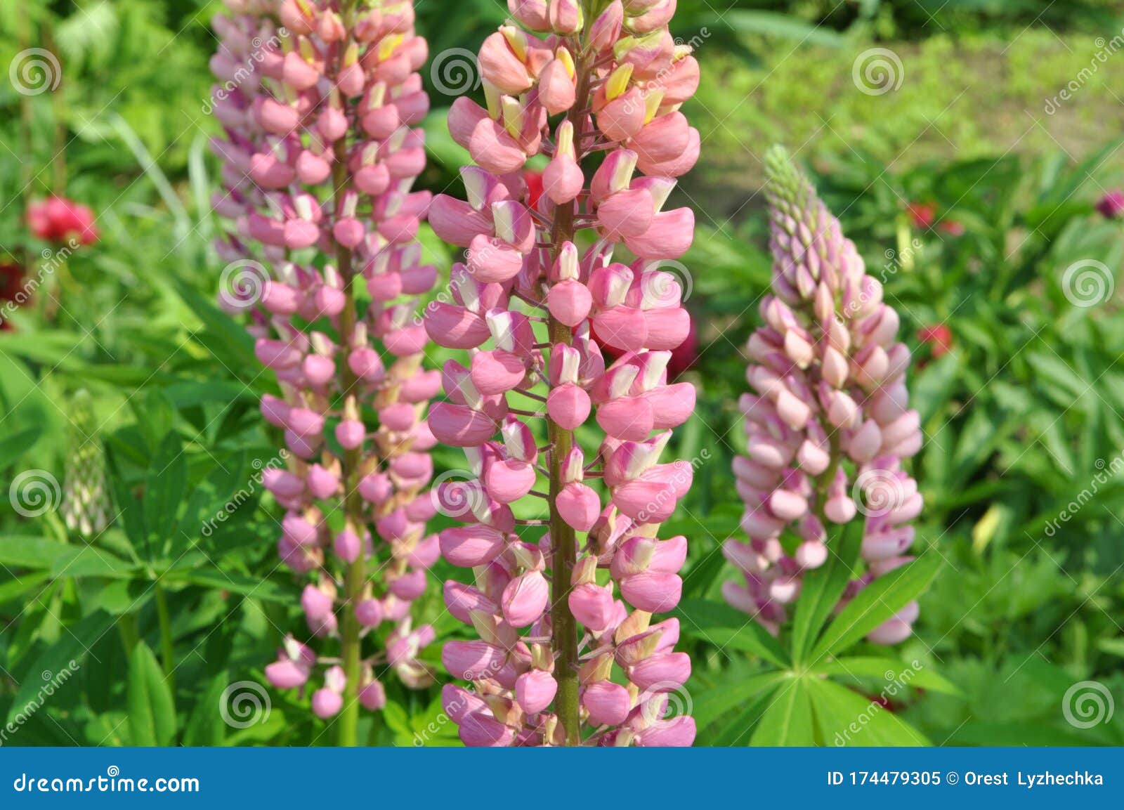 Lupine Blooms in the Spring Garden Stock Image - Image of beauty, lupin ...